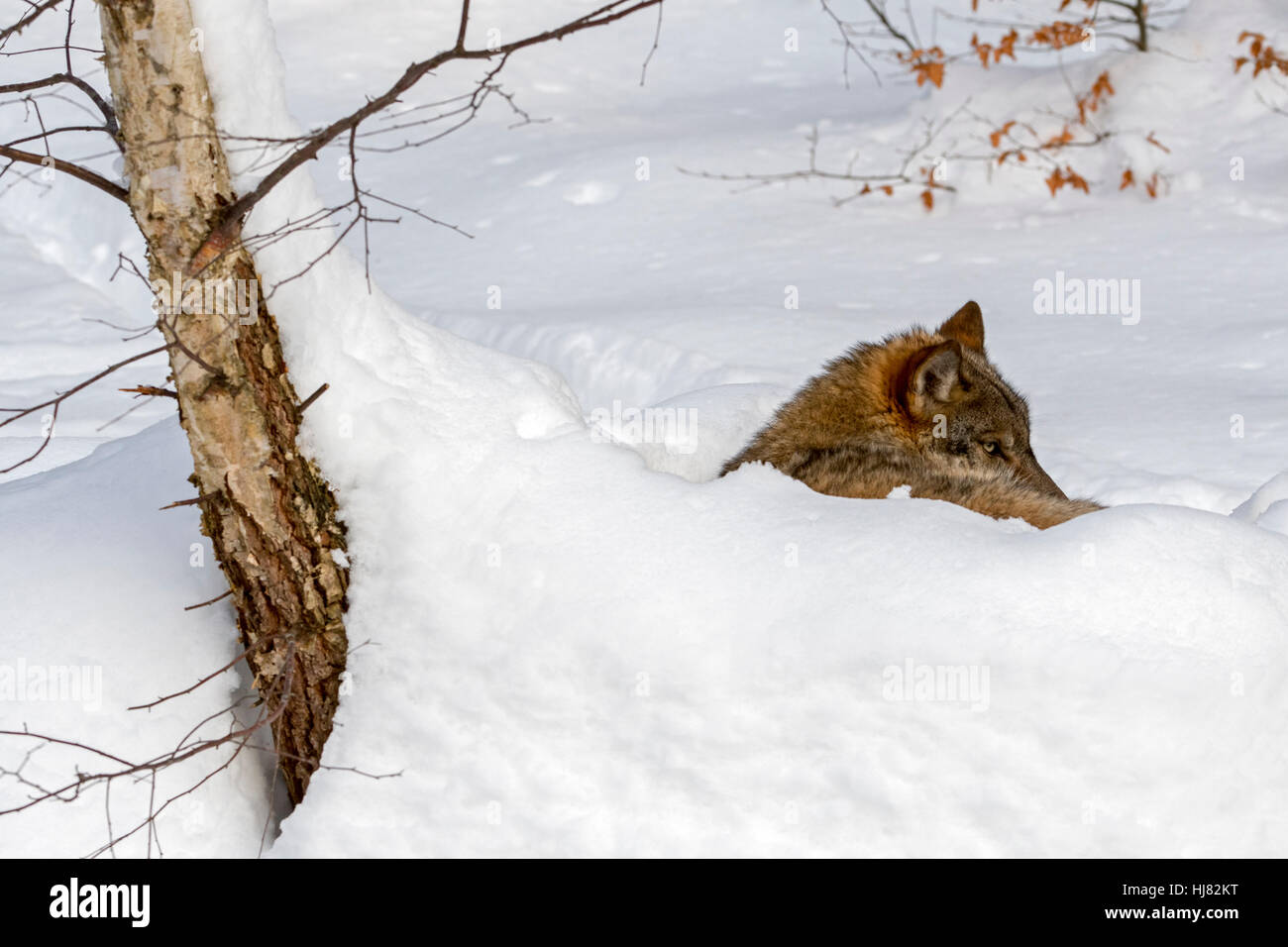 Close up of gray wolf / grey wolf (Canis lupus) resting curled up in ...