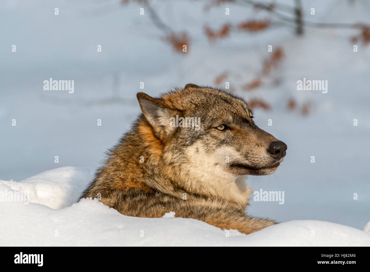 Wolf curled up hi-res stock photography and images - Alamy