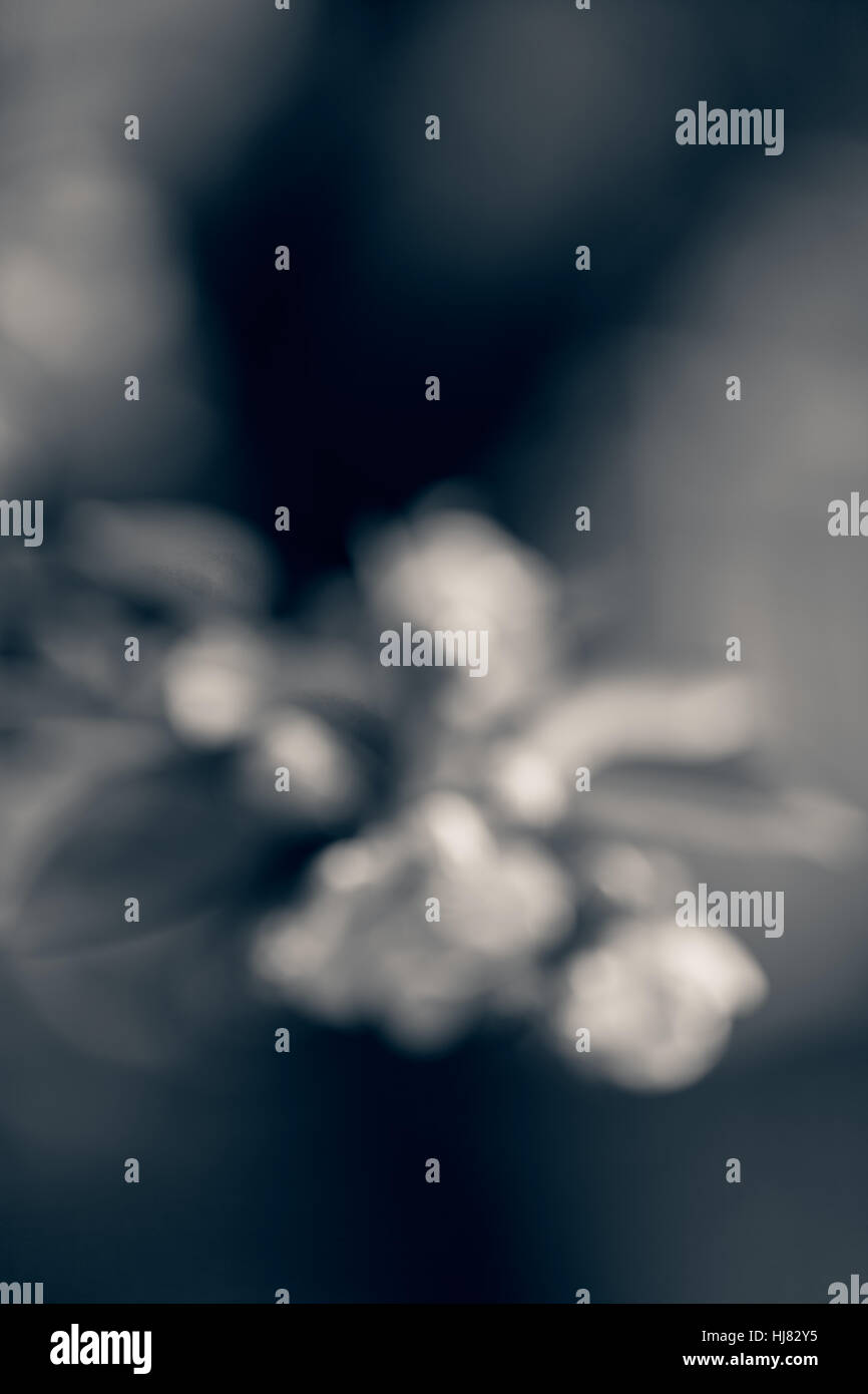 Abstraction pink flower on the dim background, for blurred background ...