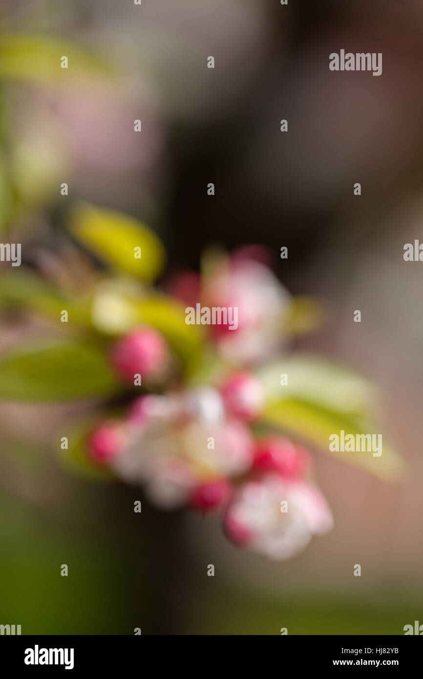 Abstraction pink flower on the dim background, for blurred background ...