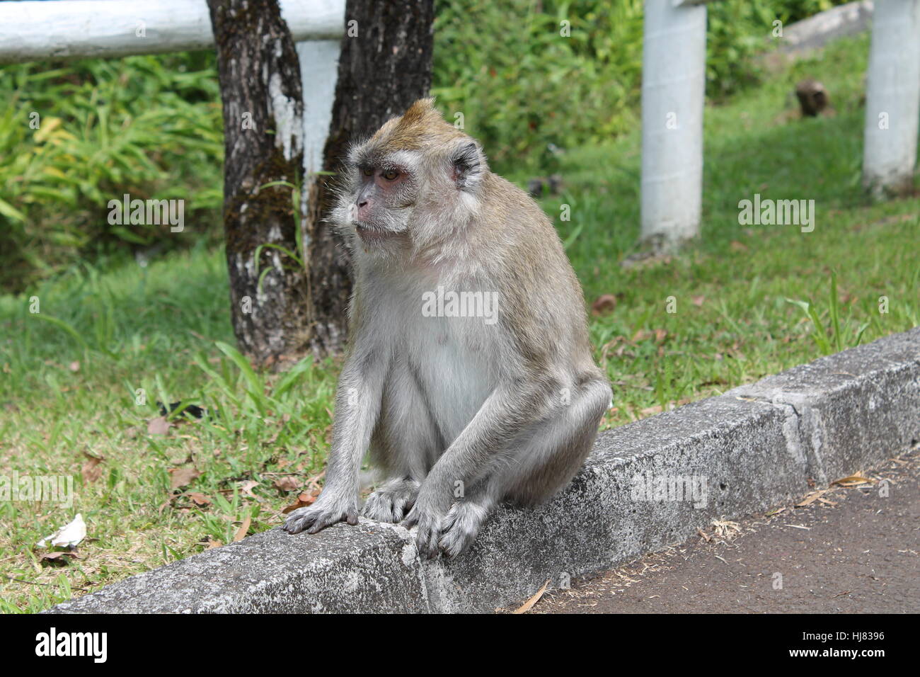wild, monkey, exotic, beard, free, grey, gray, wild, monkey, exotic ...