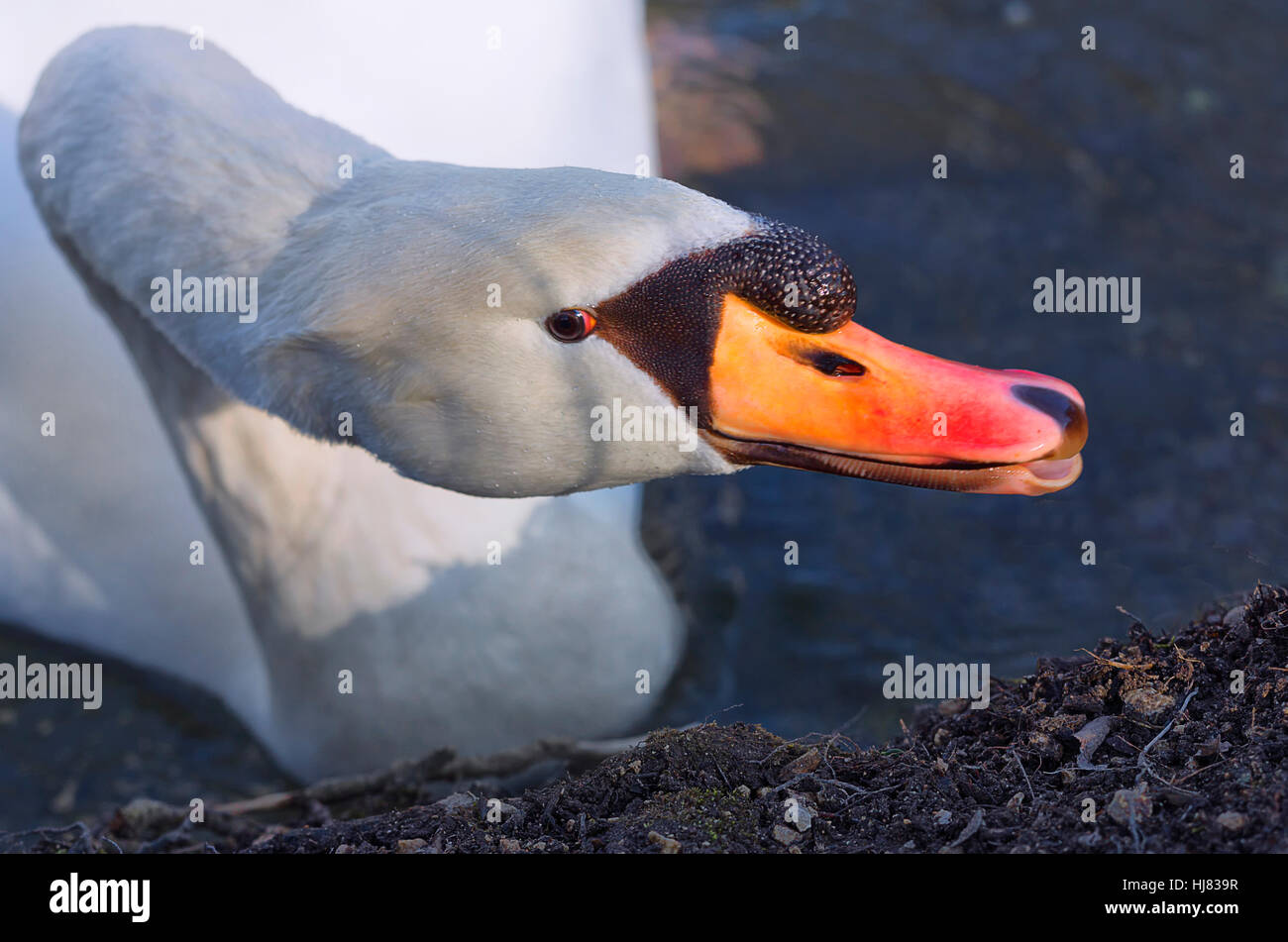 the singing swan Stock Photo - Alamy