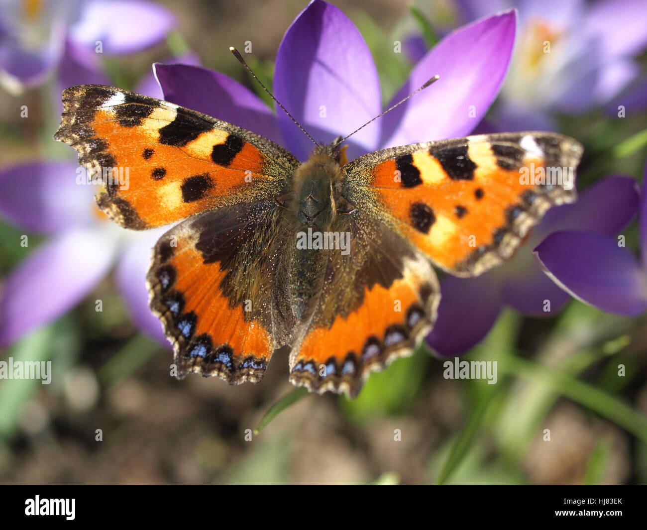 Little black fox hi-res stock photography and images - Alamy