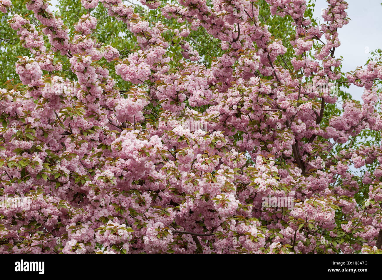 tree with pink blossoms in the city, note shallow depth of field Stock ...