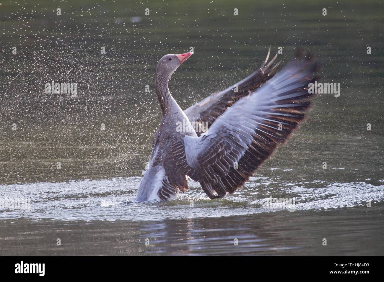 beak, beaks, beat, hit, bathing, beak, squirt, beaks, beat, hit ...