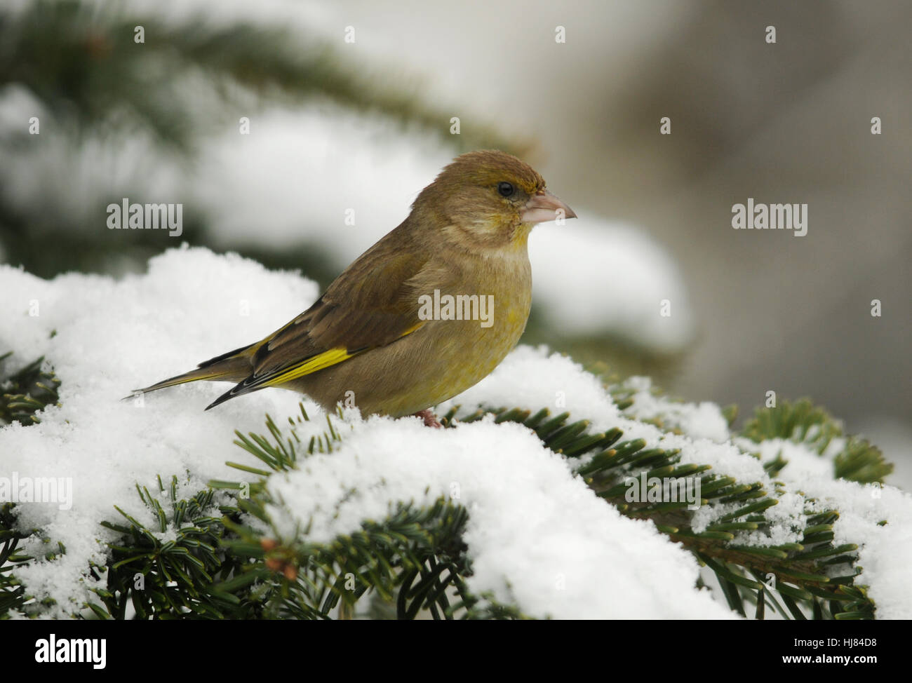 greenfinch in winter Stock Photo - Alamy