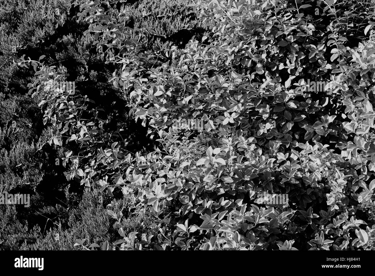 Sunny spring day on Black and White Stock Photos & Images - Alamy