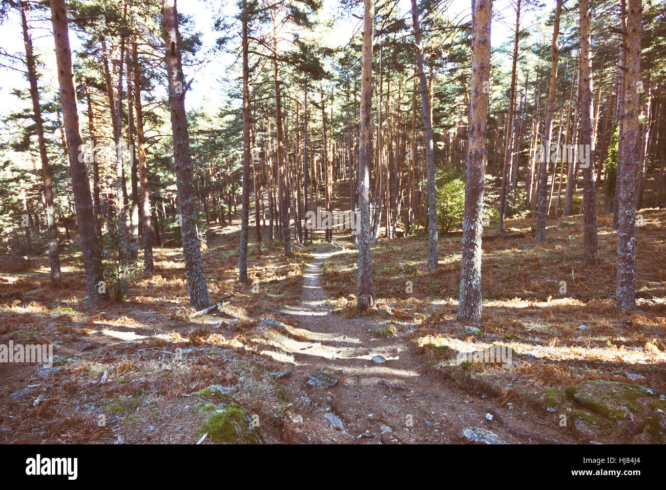 Small path crossing a pine tree forest Stock Photo - Alamy