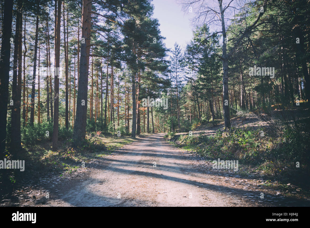 Road covered by high pine trees shadows Stock Photo - Alamy