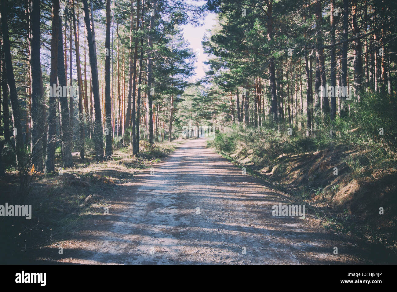 Long road through the forest Stock Photo - Alamy
