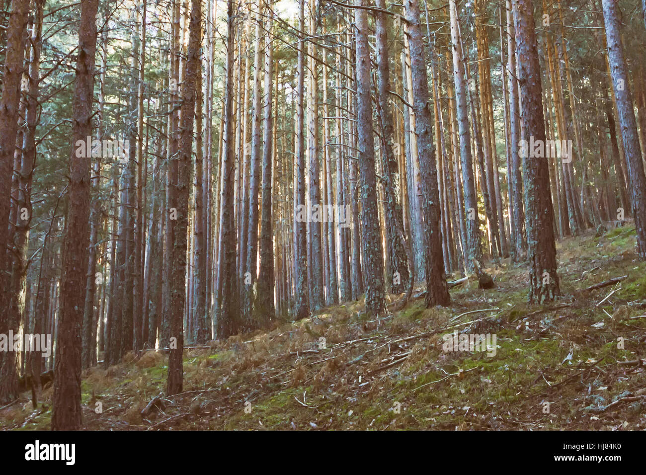 Vintage pine forest hi-res stock photography and images - Alamy