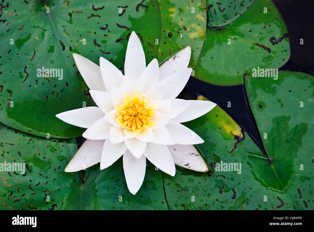 beautiful, beauteously, nice, leaf, single, environment, enviroment ...