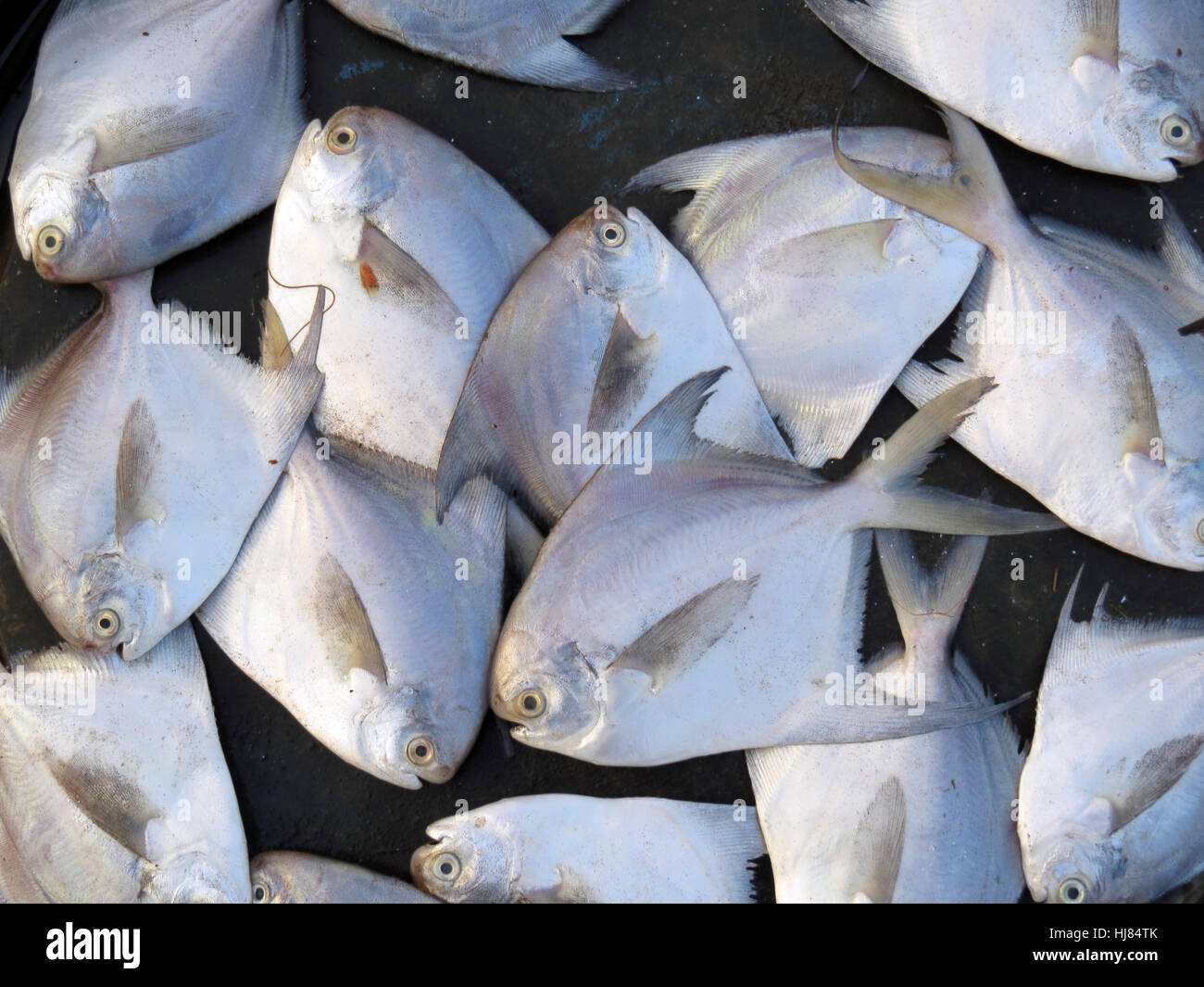 Many fish species hi-res stock photography and images - Alamy
