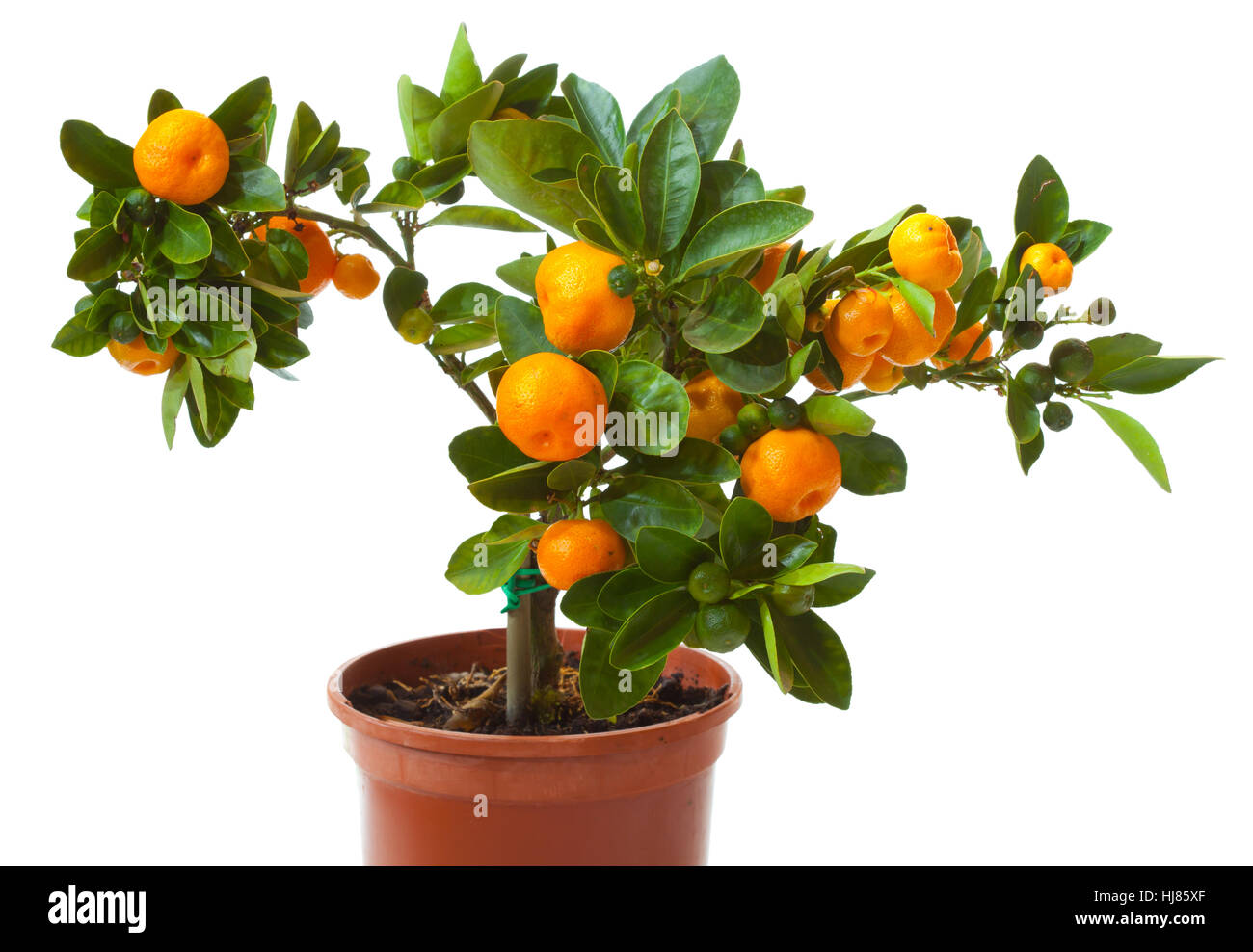 small citrus tree in the pot isolated on white Stock Photo - Alamy