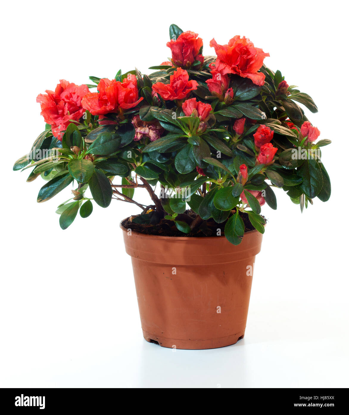 Azalea pot plant hi-res stock photography and images - Alamy