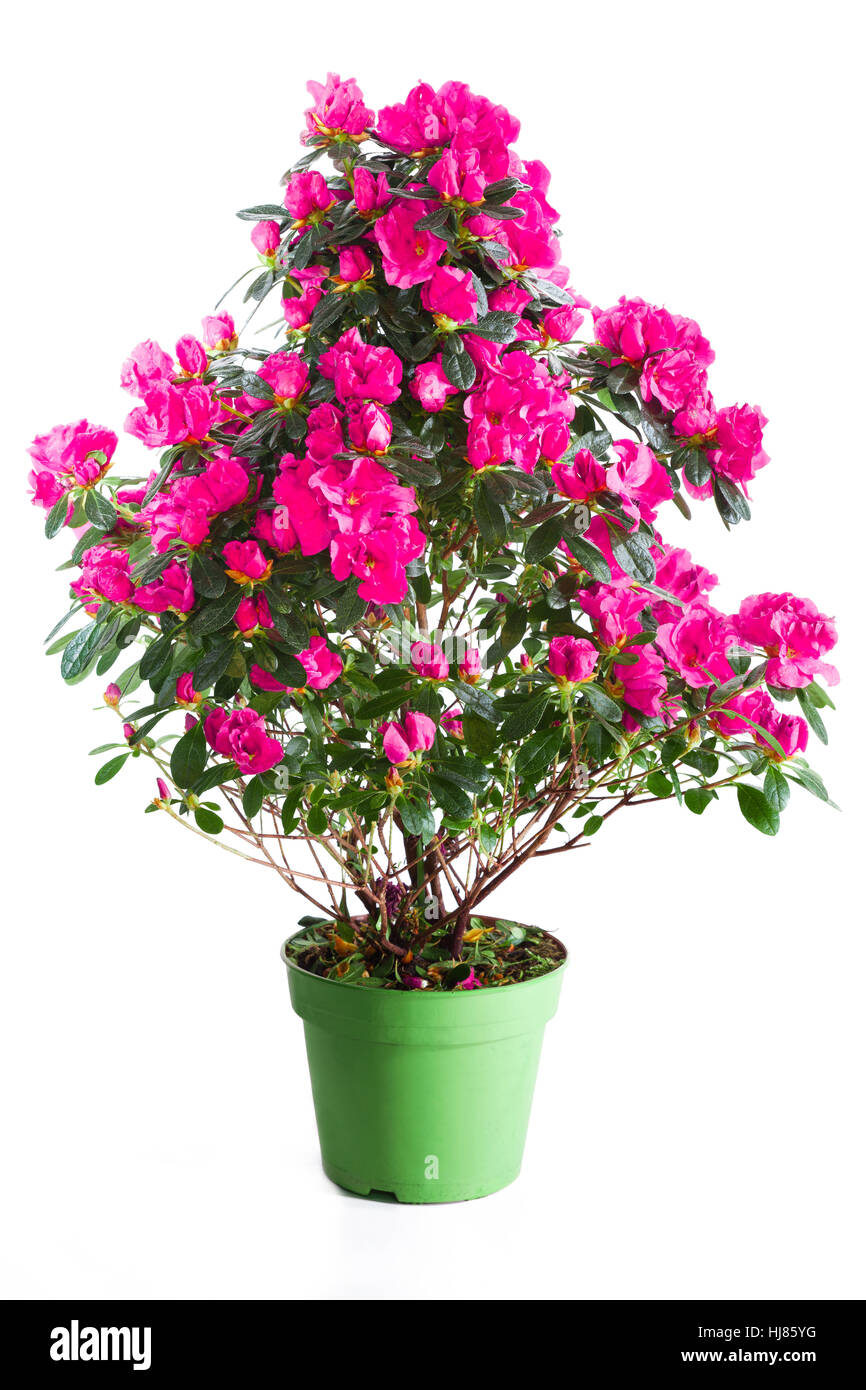 Azalea pot plant hi-res stock photography and images - Alamy