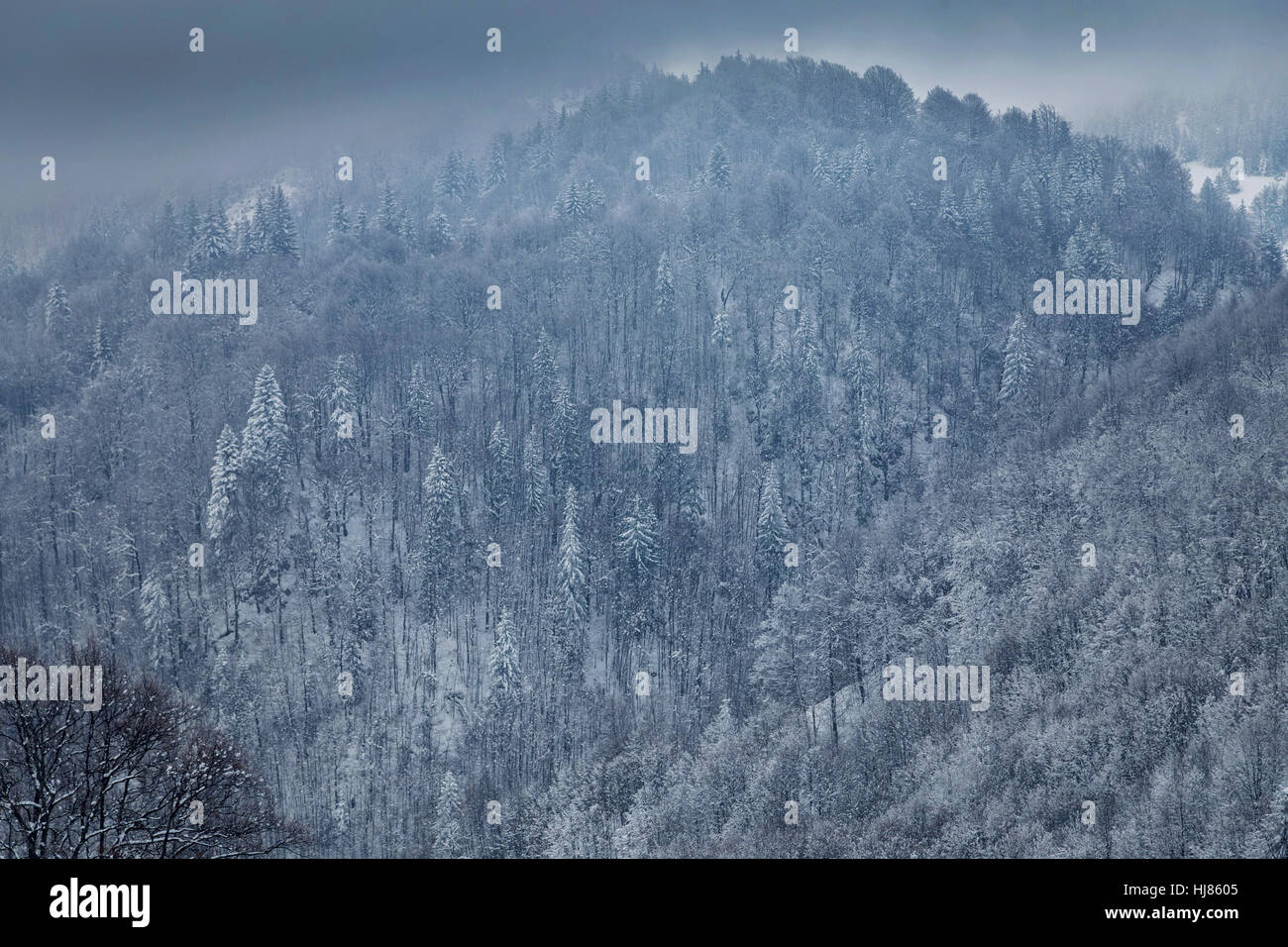 Winter landscape of snowy fir trees forest Stock Photo - Alamy