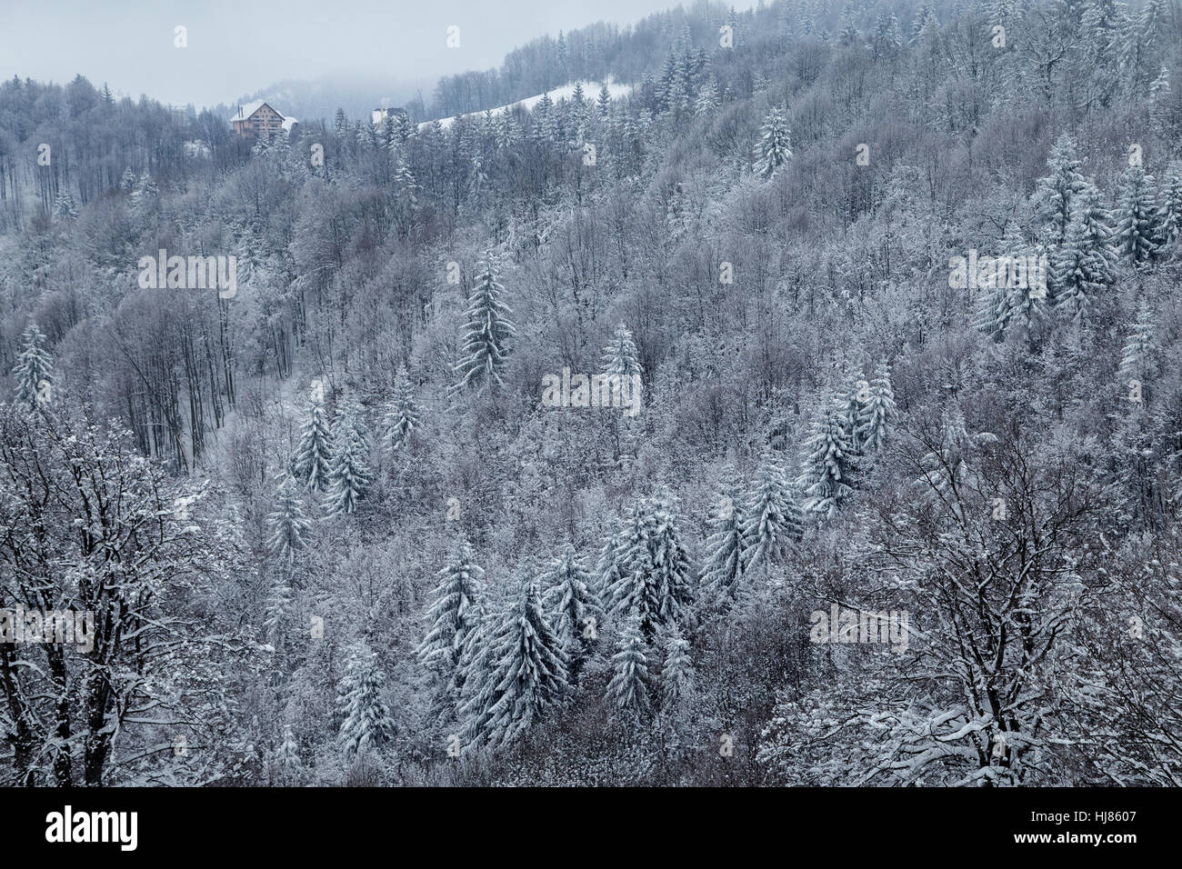 Winter landscape of snowy fir trees forest Stock Photo - Alamy