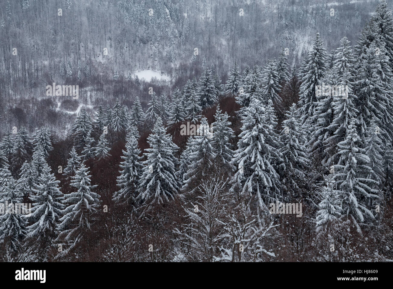 Winter landscape of snowy fir trees forest Stock Photo - Alamy