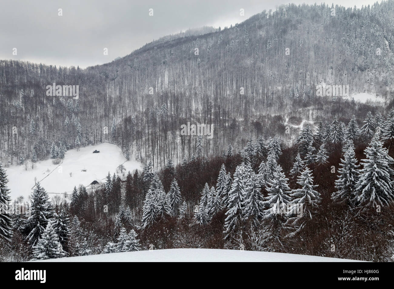 Winter landscape of snowy fir trees forest Stock Photo - Alamy