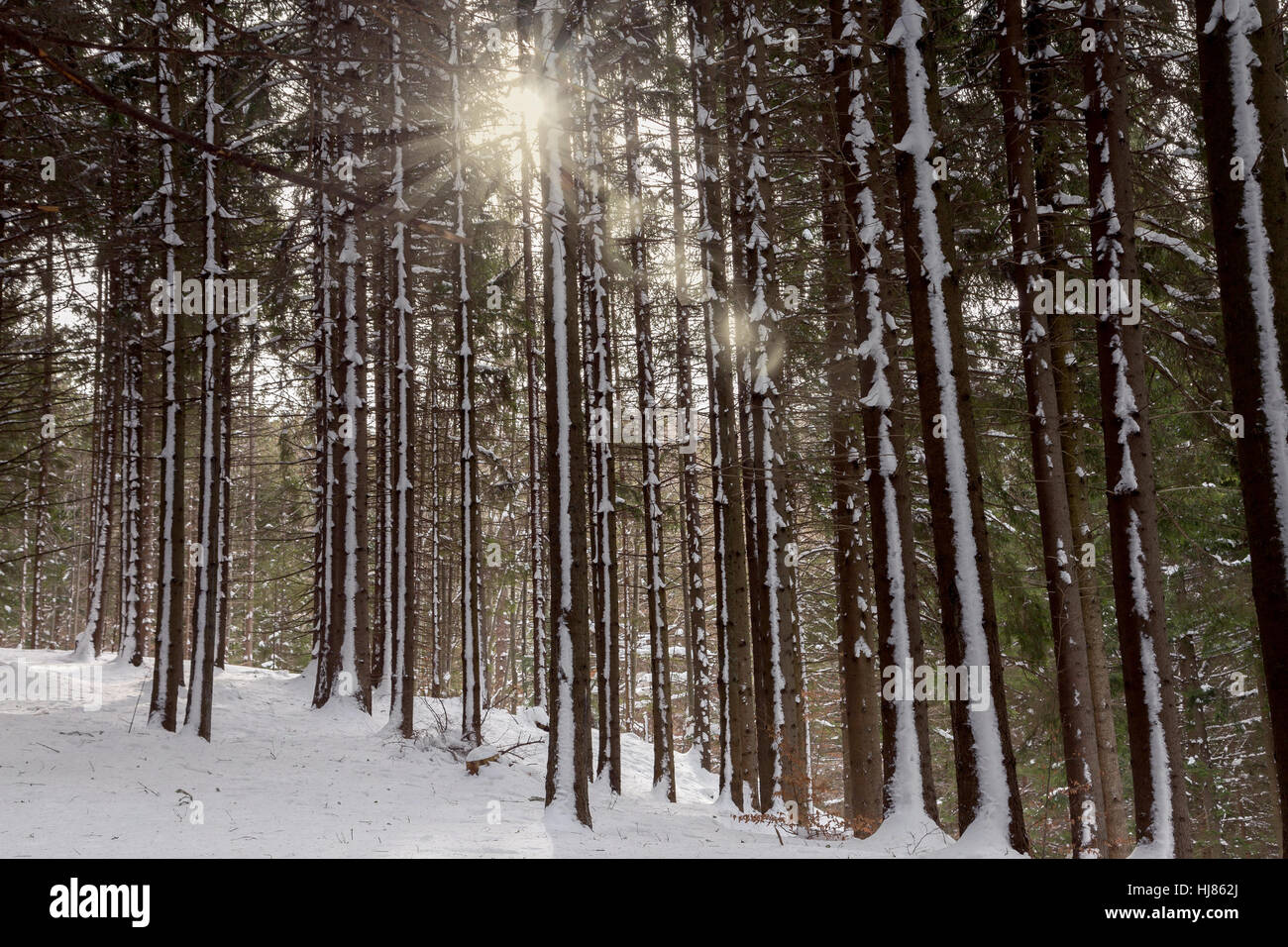 Winter landscape of snowy fir trees forest Stock Photo - Alamy