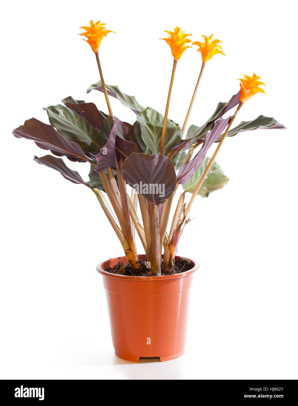 Calathea High Resolution Stock Photography and Images - Alamy