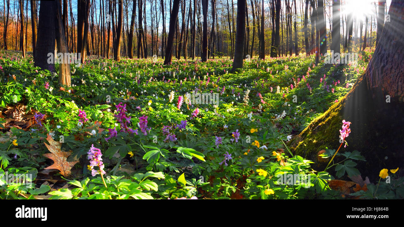 Landscape nature forest hi-res stock photography and images - Alamy