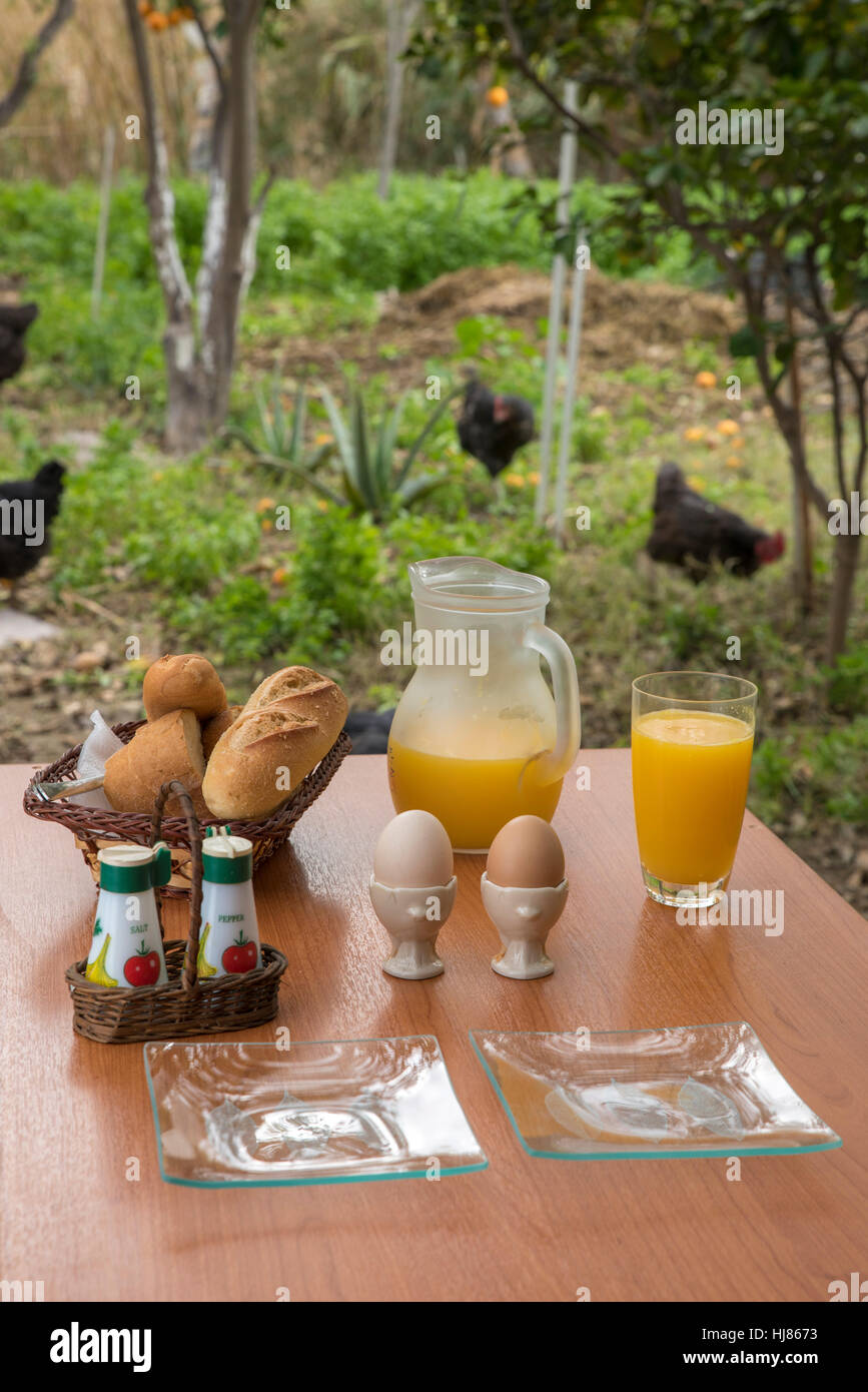 Breakfast setup in a farm with chickens roaming the place and around ...
