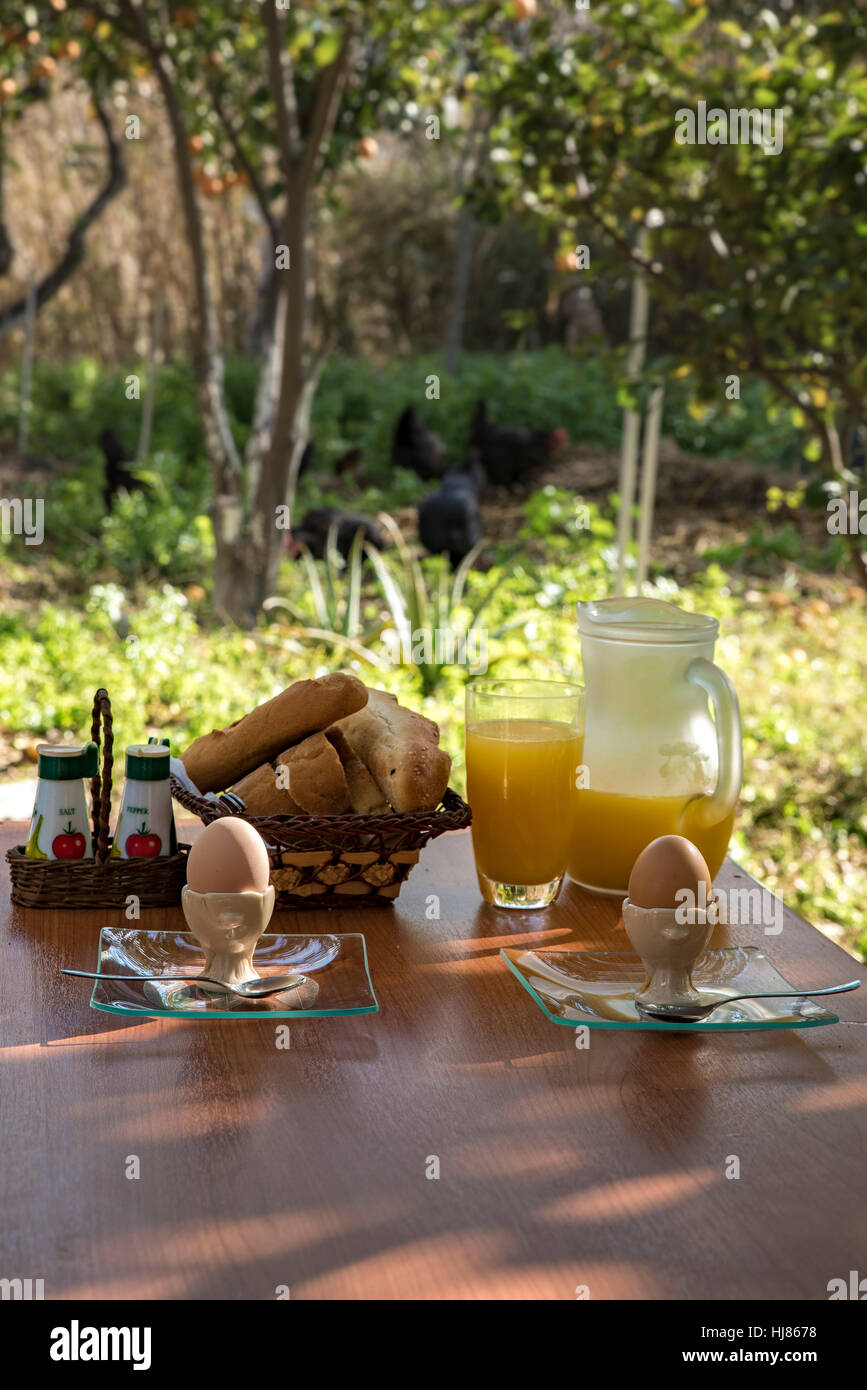 Breakfast setup in a farm with chickens roaming the place and around ...
