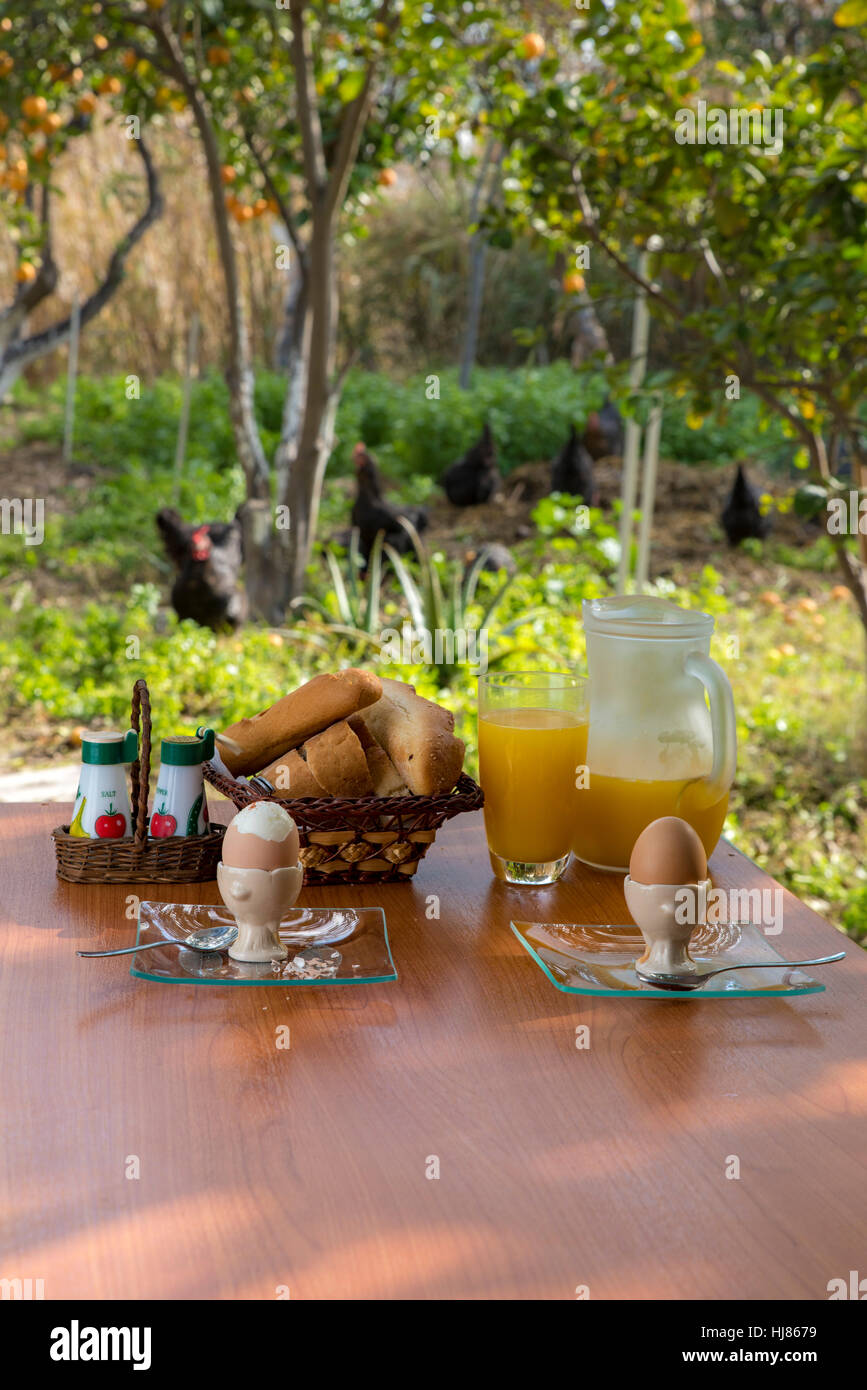 Breakfast setup in a farm with chickens roaming the place and around ...