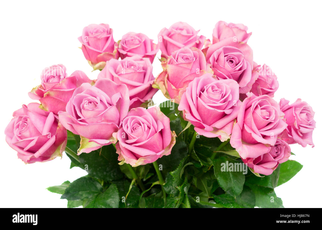 Violet blooming roses Stock Photo - Alamy