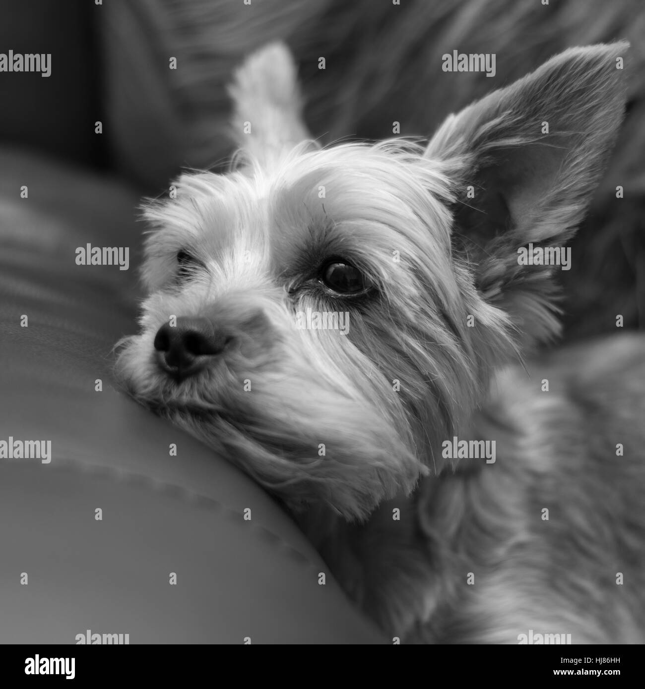 Milly High Resolution Stock Photography and Images - Alamy