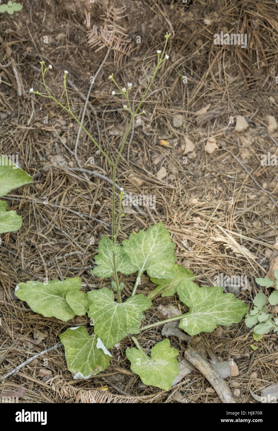 American trailplant hi-res stock photography and images - Alamy