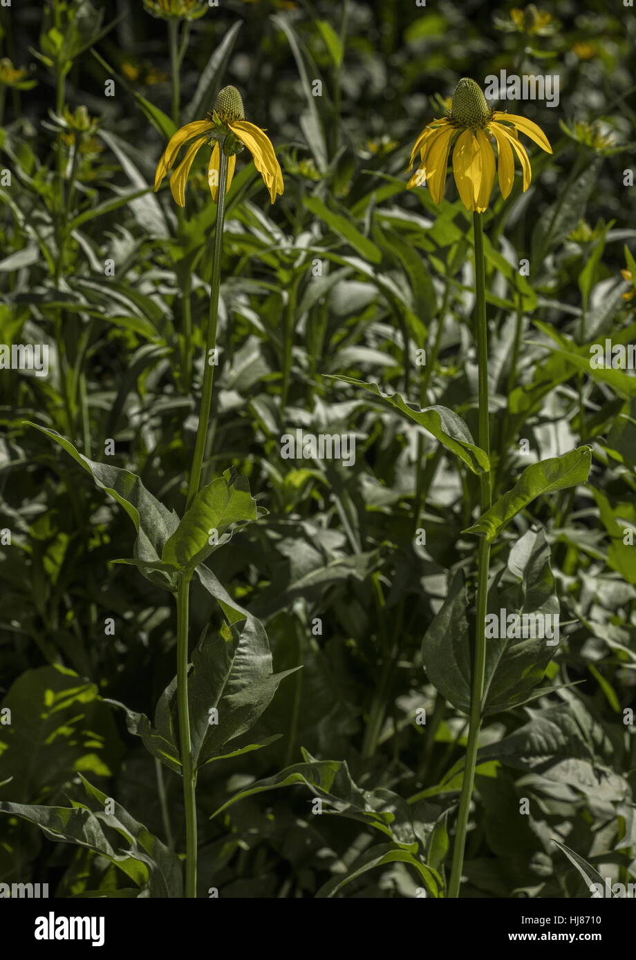 California coneflower hi-res stock photography and images - Alamy