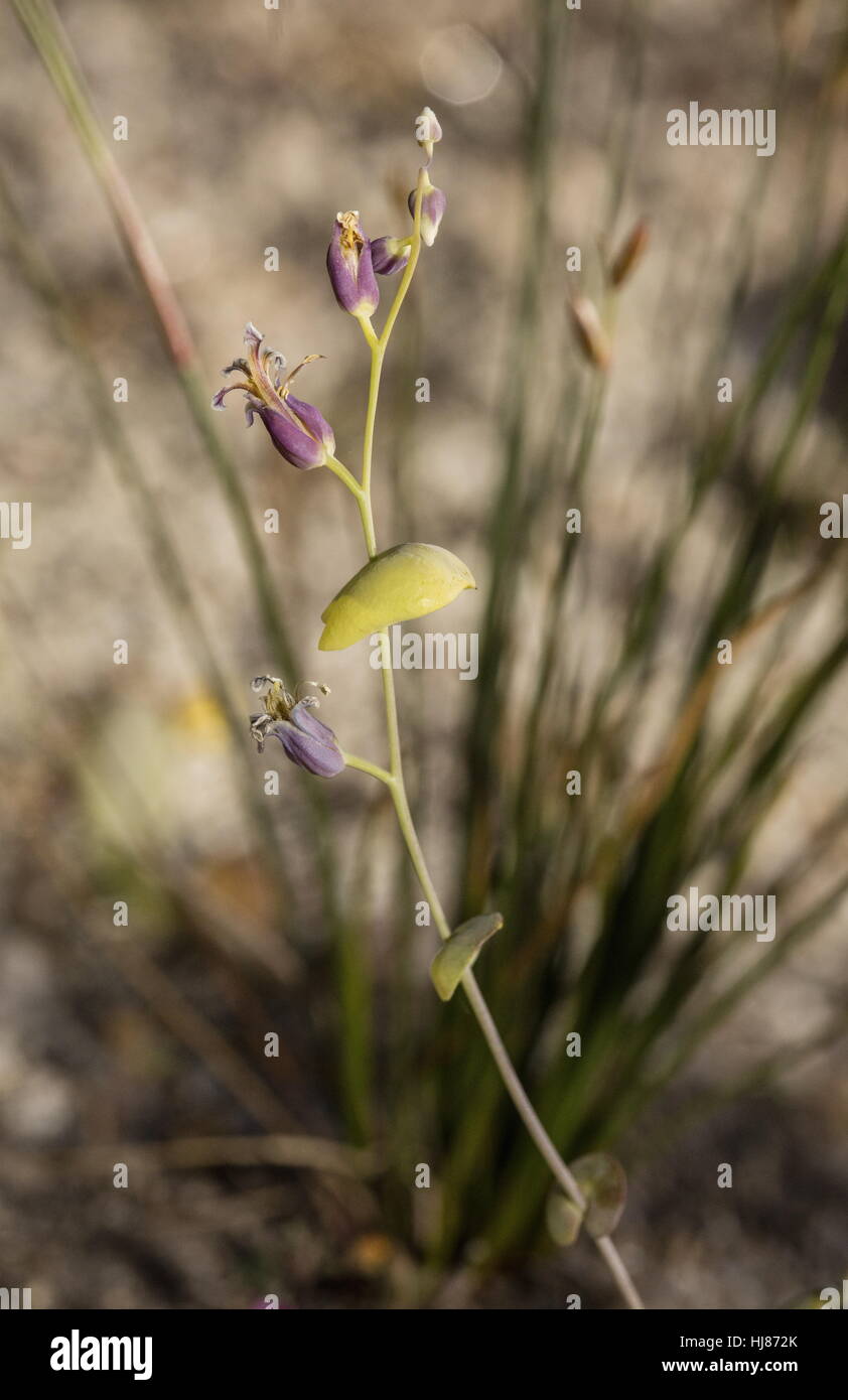 Shieldleaf, or Mountain jewelflower, Streptanthus tortuosus in flower ...