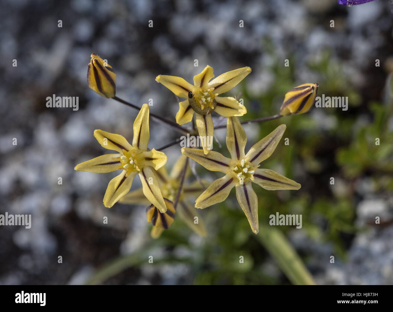 Golden star, Triteleia ixioides; a pretty bulbous plant, in flower in ...