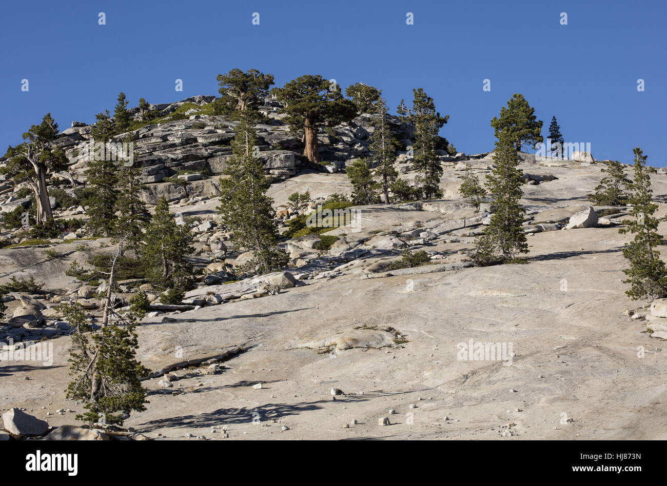 Lodgepole Pines and ancient trees of Sierra Juniper, Juniperus grandis ...