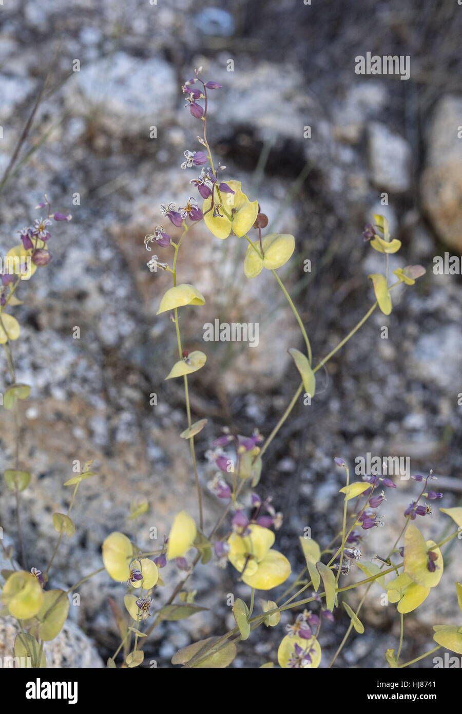 Shieldleaf, or Mountain jewelflower, Streptanthus tortuosus in flower ...
