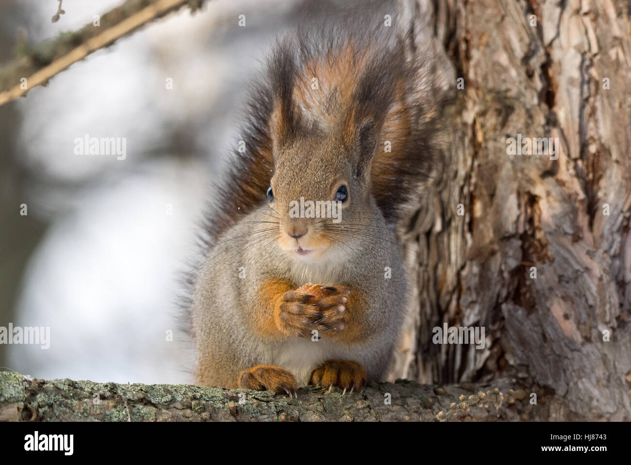 the photograph shows a squirrel on a tree Stock Photo - Alamy