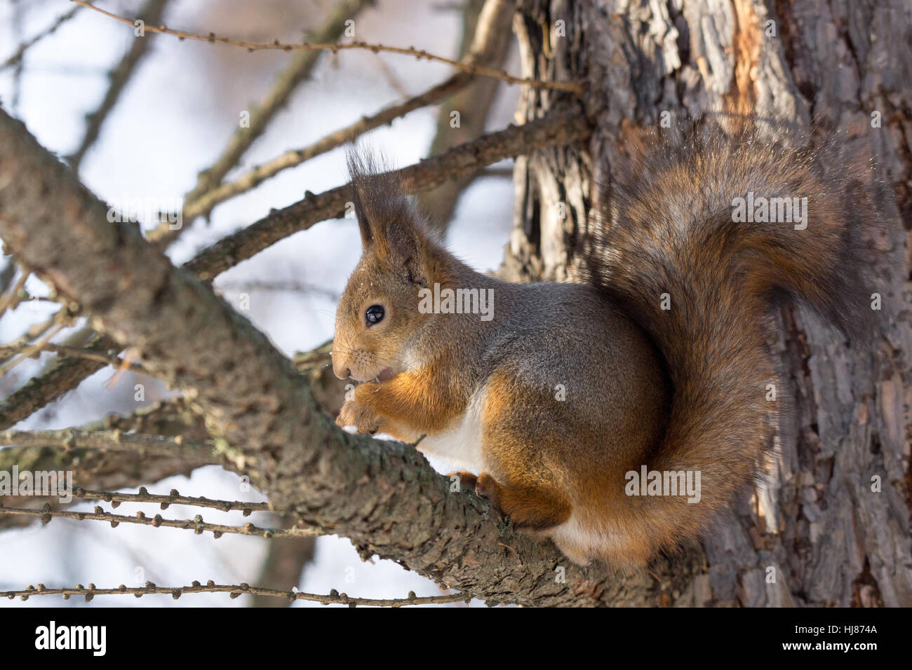 the photograph shows a squirrel on a tree Stock Photo - Alamy