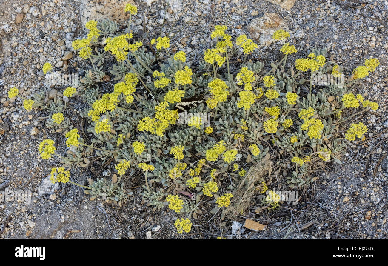 Sulfur plant hi-res stock photography and images - Alamy