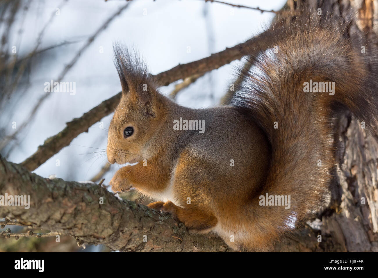 the photograph shows a squirrel on a tree Stock Photo - Alamy