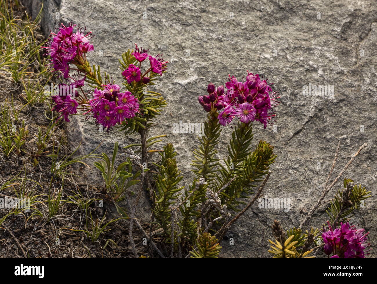 Dwarf shrub heath hi-res stock photography and images - Alamy