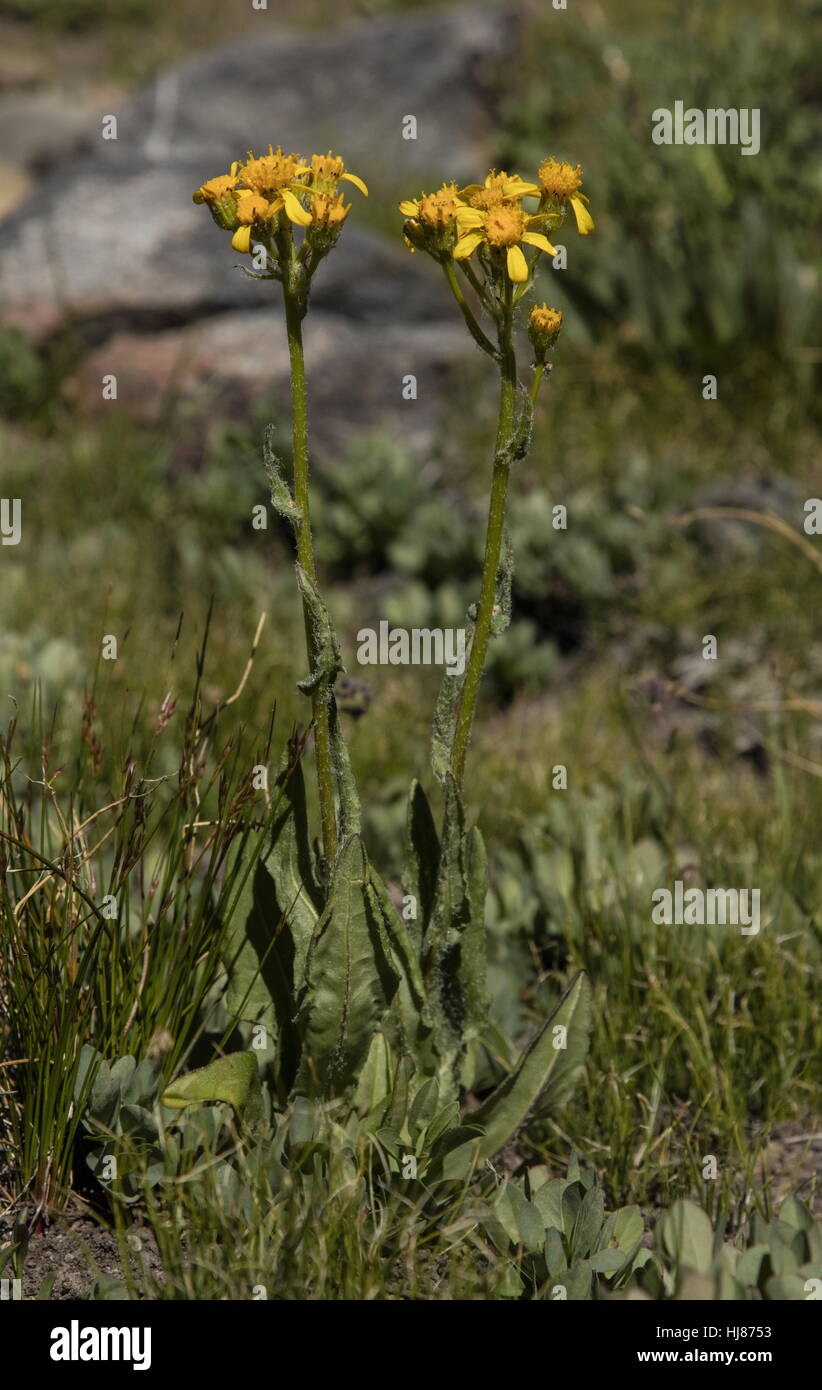 Lambstongue ragwort, Senecio integerrimus in flower in high altitude ...