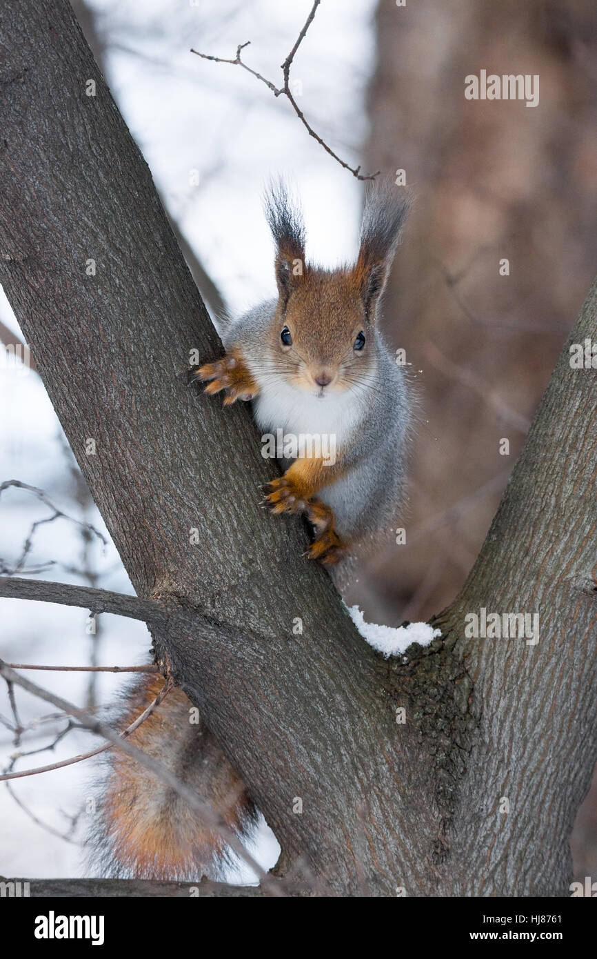 the photograph shows a squirrel on a tree Stock Photo - Alamy