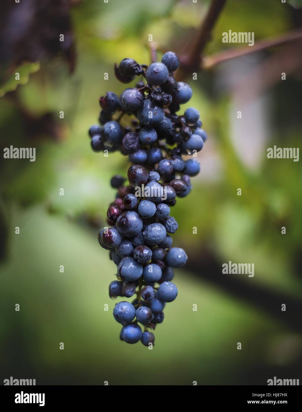 Ancient Greek Grapes