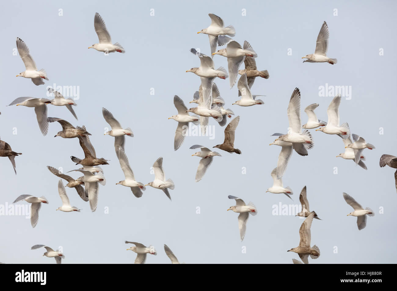 flock of various species of Gulls in flight, Vancouver BC Canada Stock ...