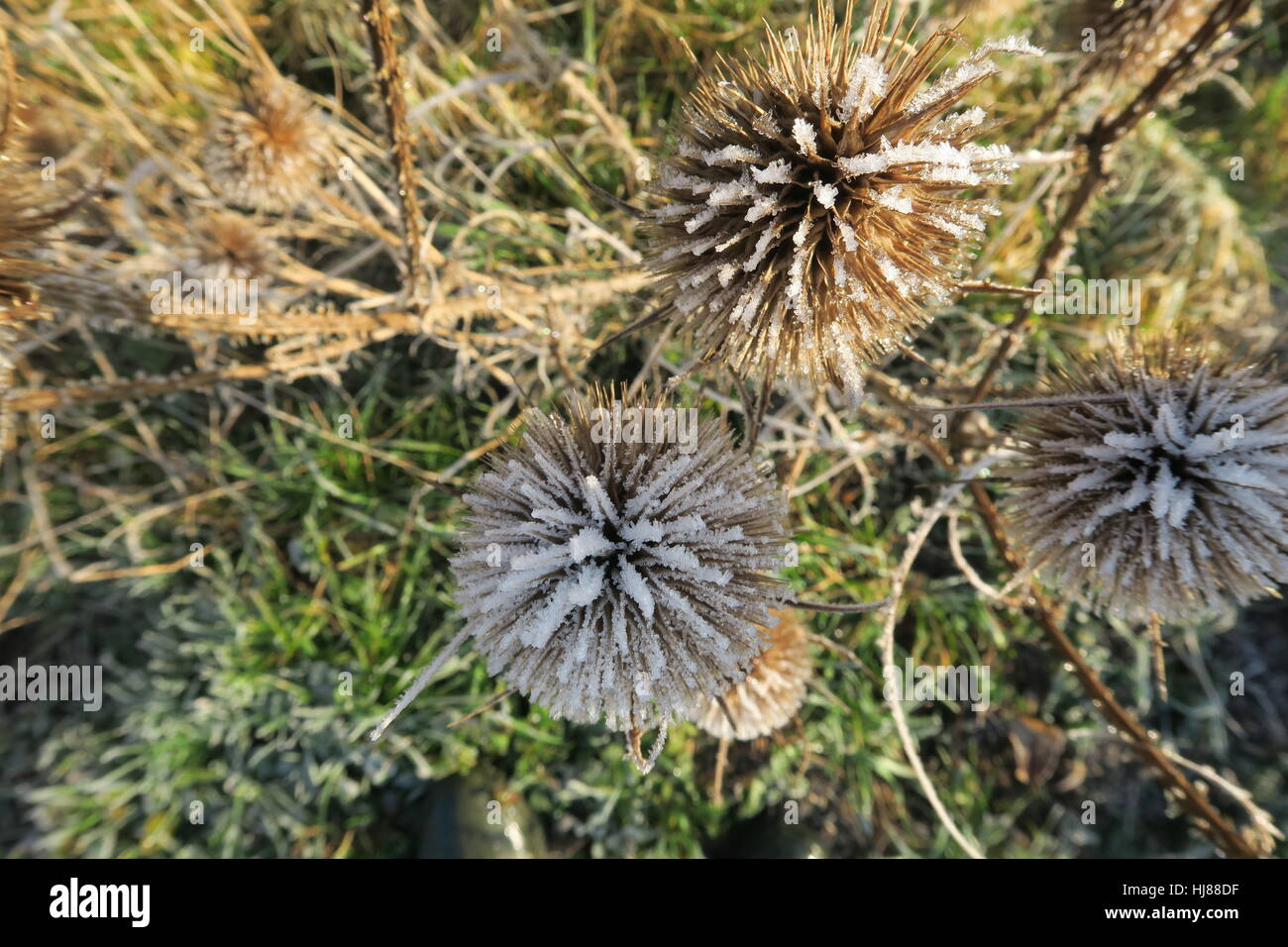 Snap weed hi-res stock photography and images - Alamy