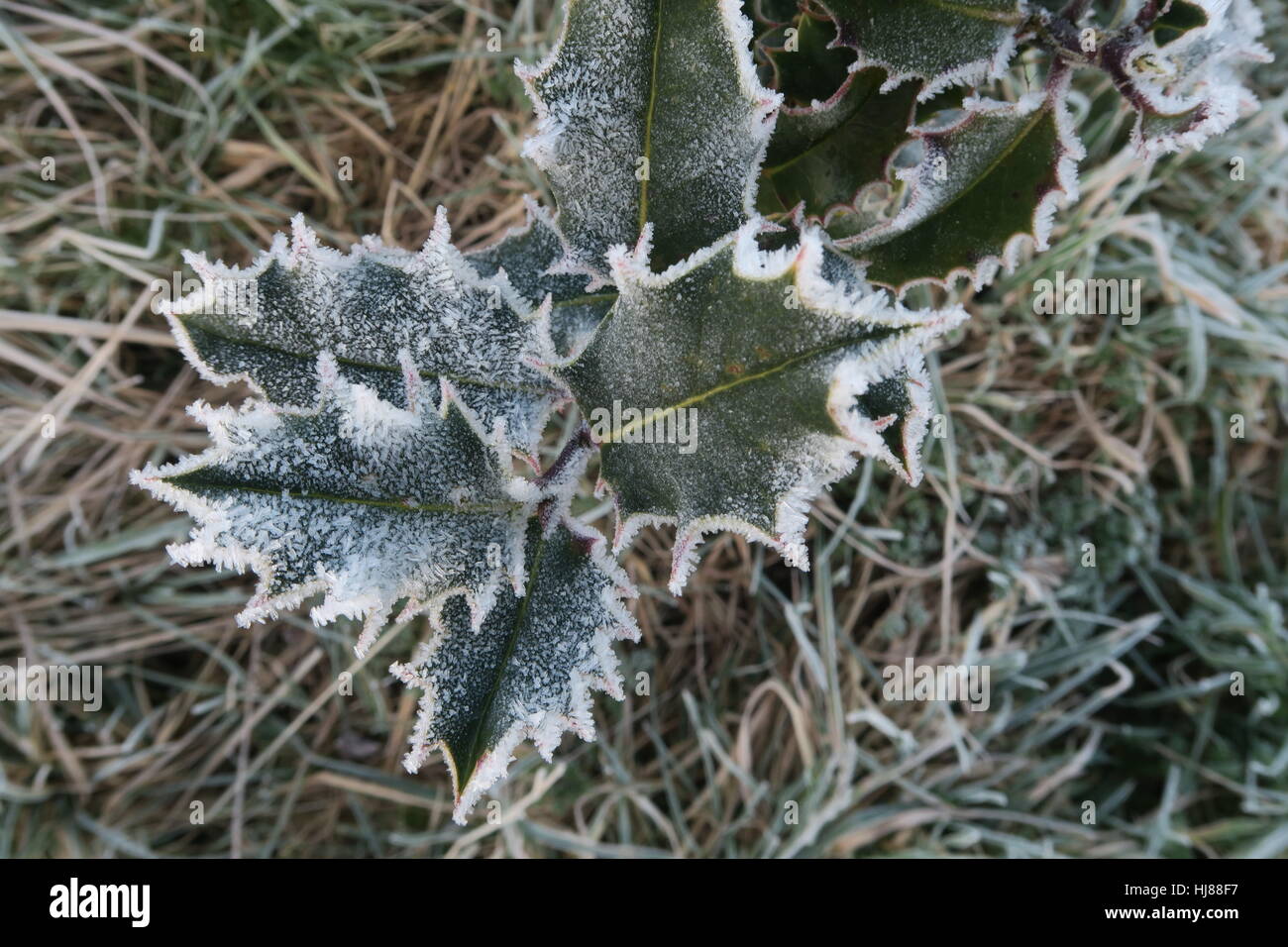 Frosted holly hi-res stock photography and images - Alamy