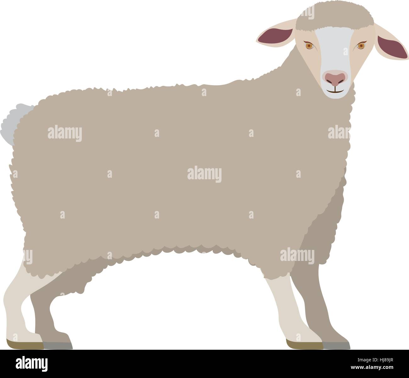 cartoon funny of sheep posing vector illustration Stock Vector Image ...